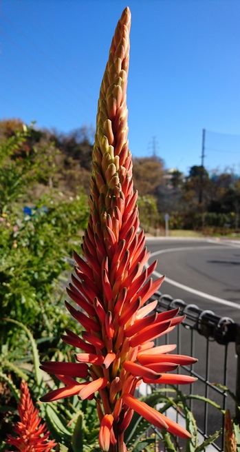 アロエの花 塾長ブログ思いつくまま そのままに。 多摩区・麻生区の塾｜個別指導なら学習塾”早稲育の読売ランド教室”