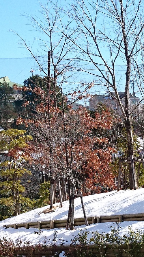 残り雪 塾長ブログ思いつくまま そのままに。 多摩区・麻生区の塾｜個別指導なら学習塾”早稲育の読売ランド教室”